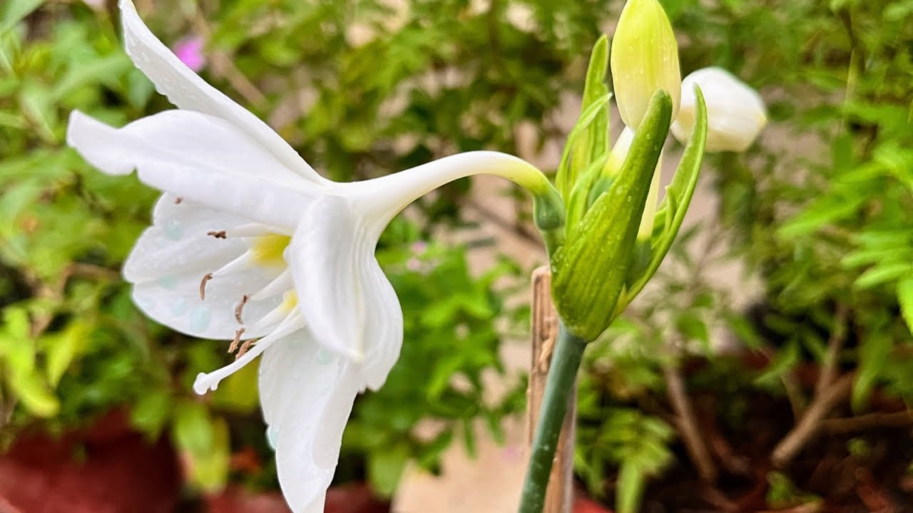 Amazon lily/ Eucharis Grandiflora care - YouTube