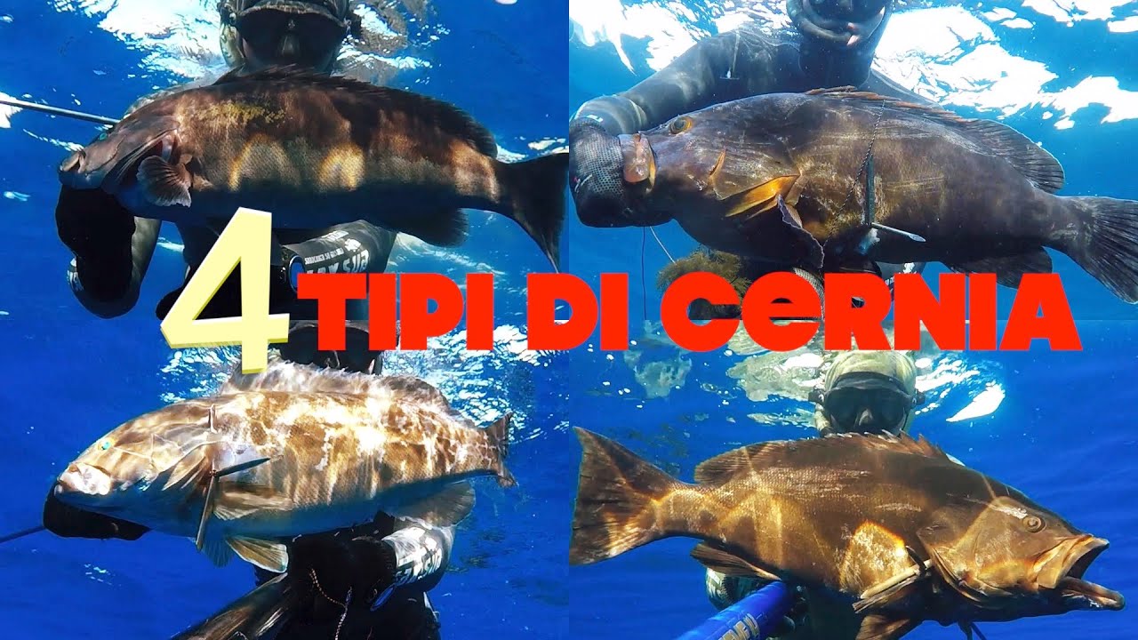 ⚡️ PESCA SUB, 4 VARIETà di Cernia: ROSSA, BIANCA, DORATA e BRUNA con ...
