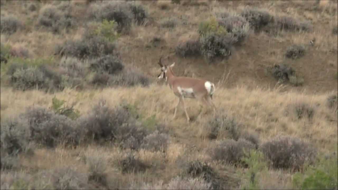 Ratchet Chases an Antelope - YouTube