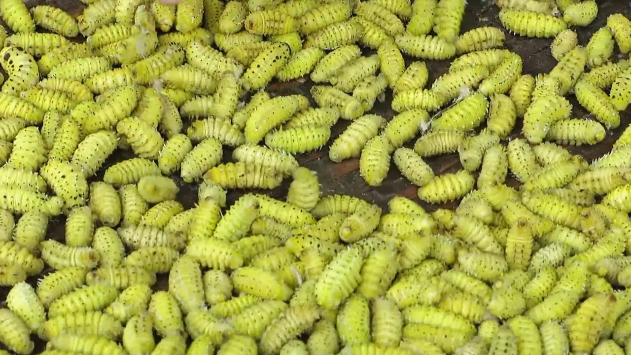 Strange Insect Street Food Ever Eaten - Vietnam street food - Street ...