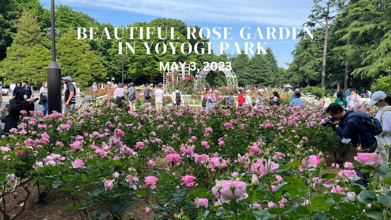 Best Park In Tokyo! Beautiful Rose Garden In Yoyogi Park | May 3, 2023 ...