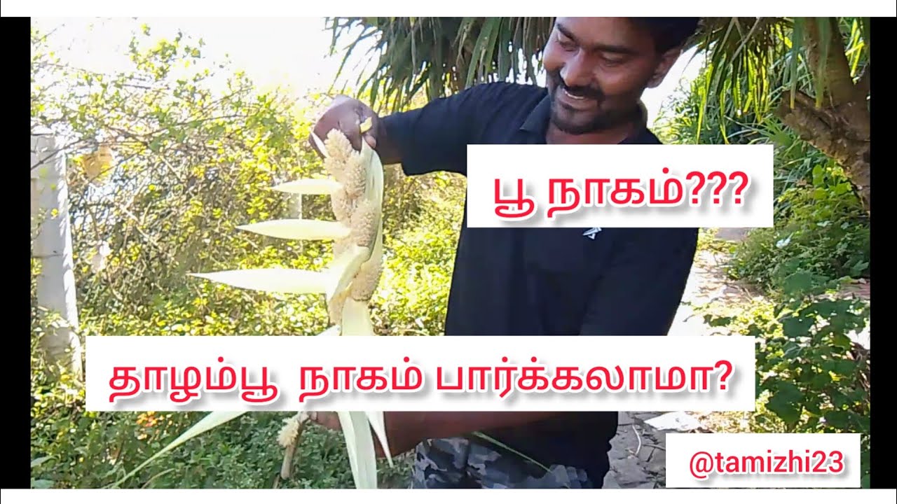 தாழம்பூ-வில் பூ நாகமா? Thalampoo no Snake|Thaalamboo|1080pHD ...