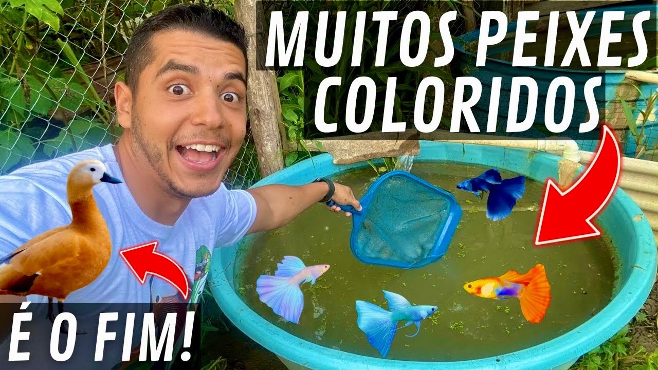 PESQUEI PEIXES COLORIDOS | Vamos Criar mais peixes ? | Atualização ...