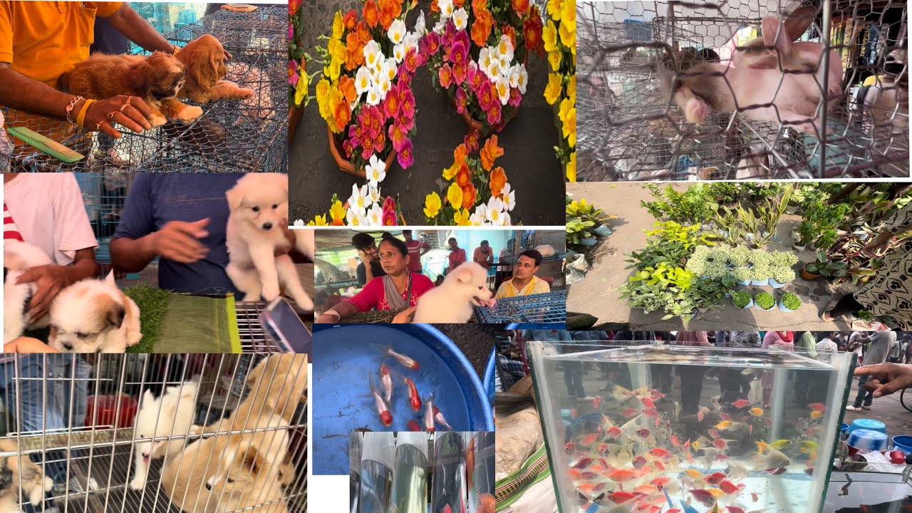 Galiff Street Kolkata | Shopping At Galiff Street | 2024 Price | Pet ...