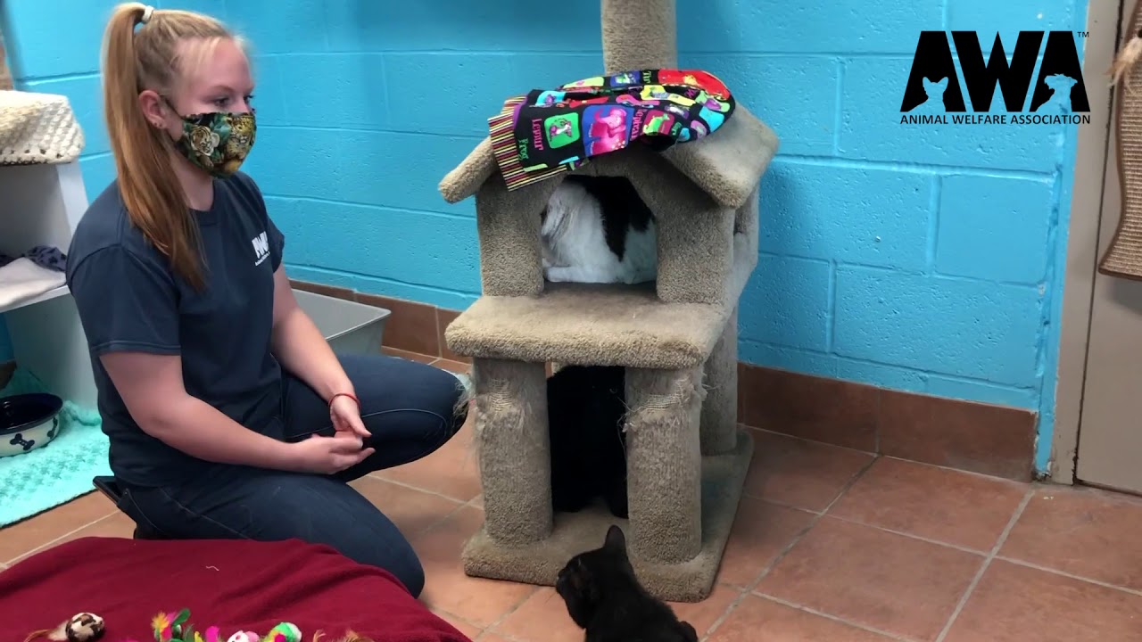 Virtual Meet With Speedy & Bubby | Cats for Adoption | Animal Welfare ...