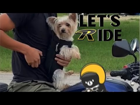CHEWIE THE YORKIE 💙 ON A MOTORCYCLE 🏍 RIDE / Fetching - YouTube