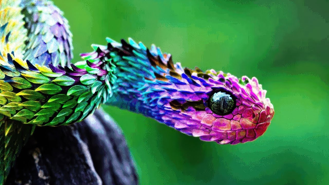 10 Most Beautiful Vipers In The World - YouTube