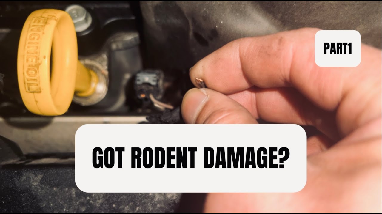 How to Replace Wiring Harness on 2021 KIA RIO | RODENT DAMAGE - YouTube
