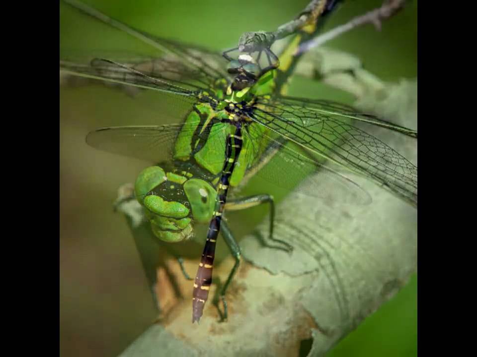 The Dragonflies of Finland - YouTube