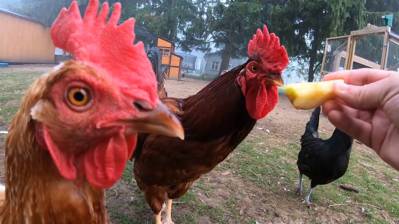 Funny Fog Morning Ending With Darkness - YouTube