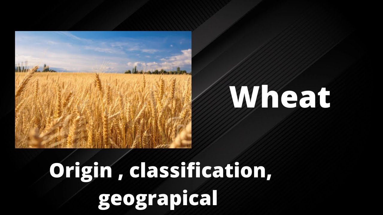 Wheat - Origin , Economic Importance , Classification of Wheat ...