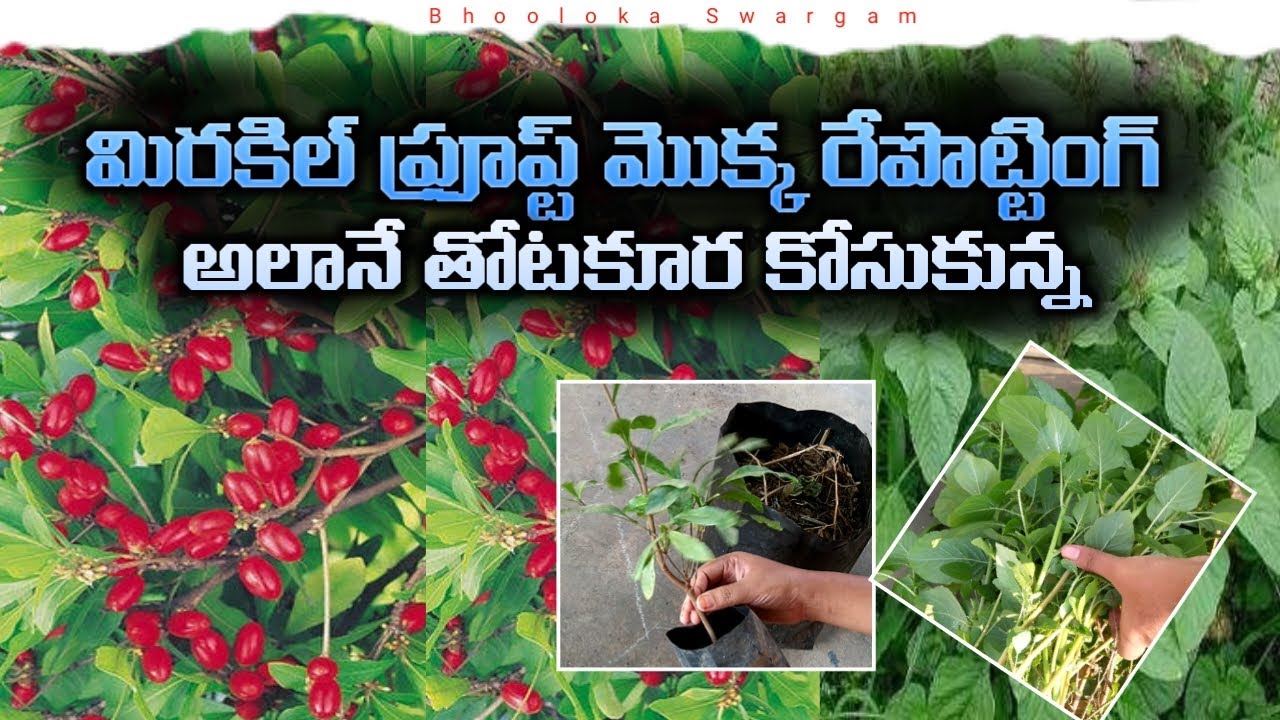 Miracle fruit plant repoting and thotakura harvest in terrace garden ...