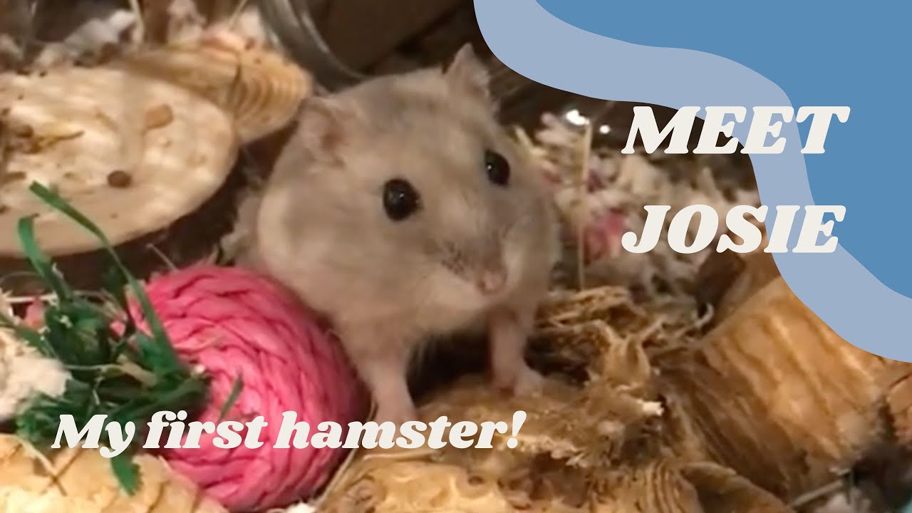 Josie's Introduction 🐹 My First Hamster! | Welcome to Sam & Hamhams 💙 ...
