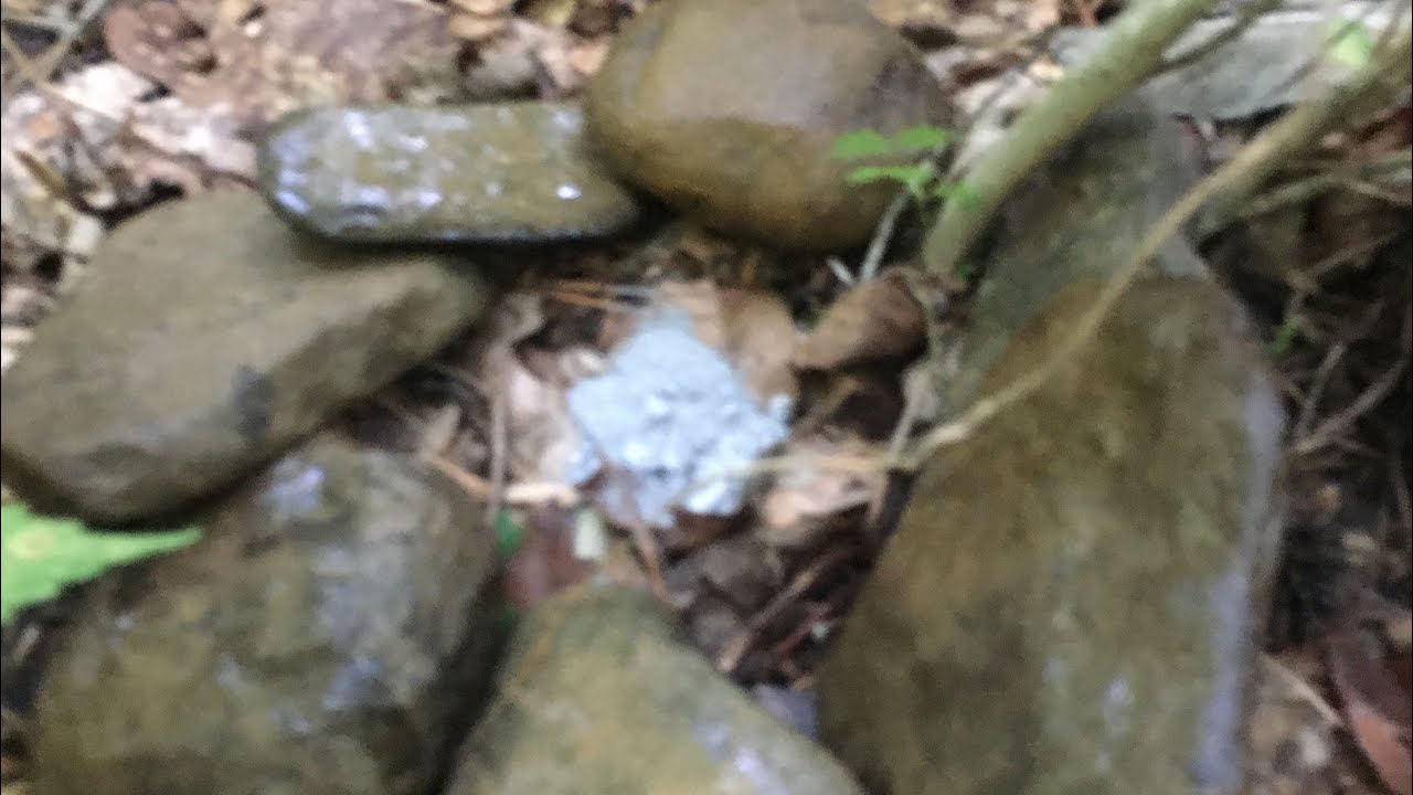 Journey of Love: Spreading Mechell's Ashes" Pt 2, Mechell’s first ...