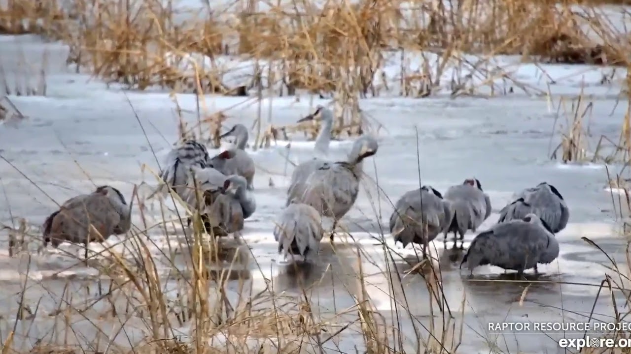 Mississippi River Flyway Cam