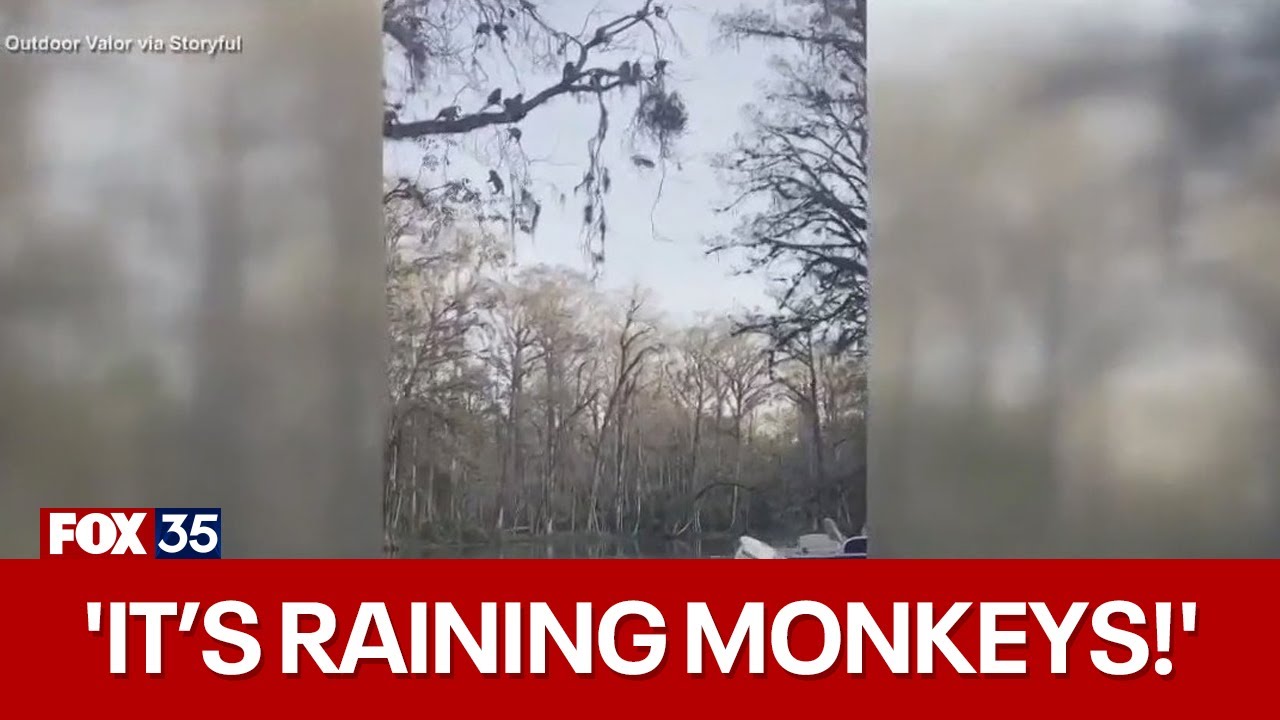 'It's raining monkeys!' Florida man records monkeys jumping from trees into river - YouTube