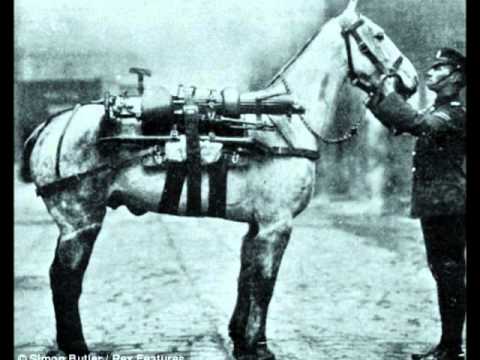 Remembering Animals and Humans in War - YouTube