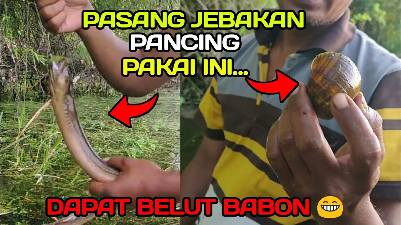Dapat BELUT BABON.... PASANG JEBAKAN PANCING PAKAI SIPUT RAWA DAPAT ...