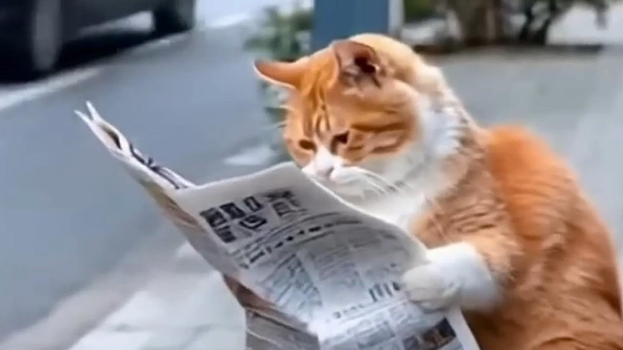 Kerstfilmpjes 2025 voor whatsapp Kerst humor Grappige filmpjes Kat ...