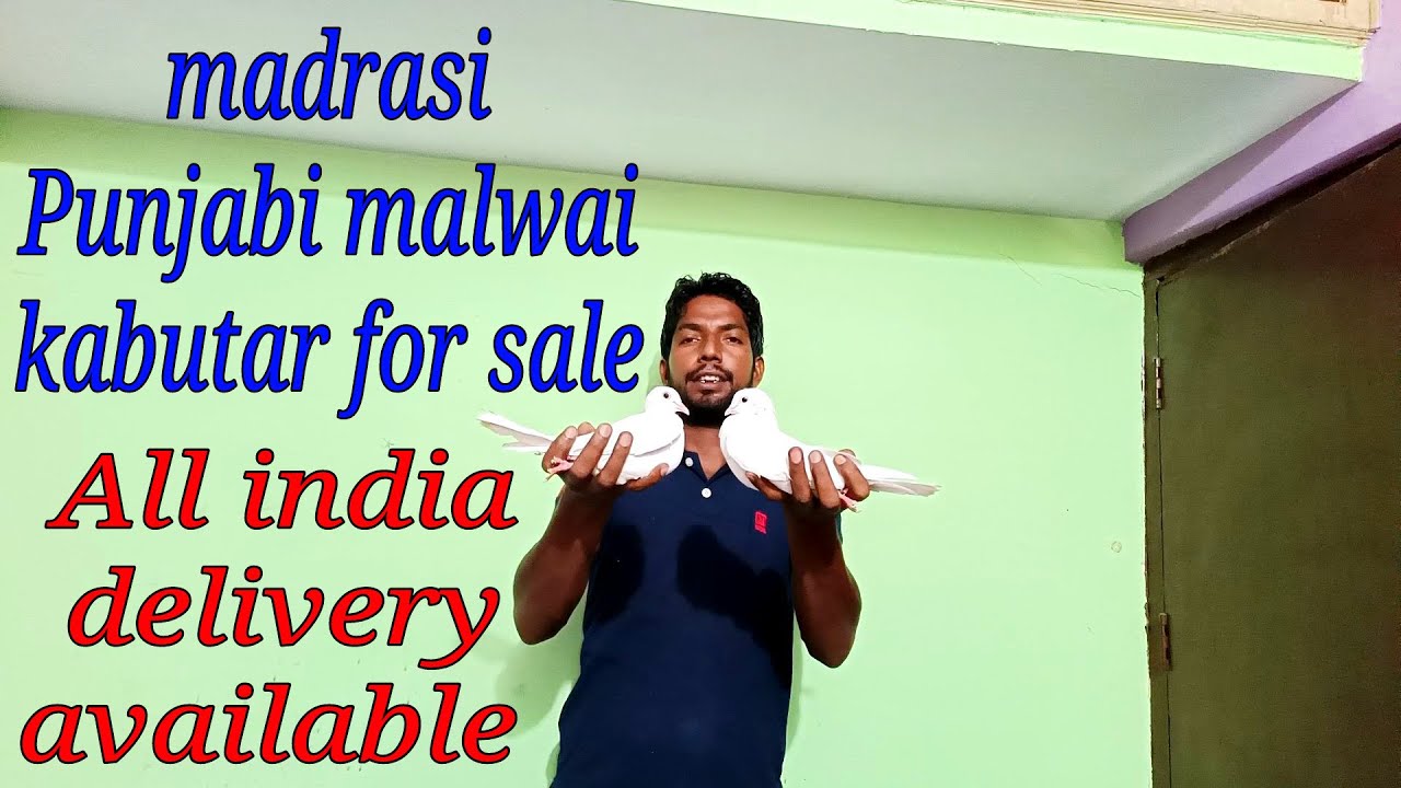 Madrasi Punjabi kabootar for sale | All india delivery available ...