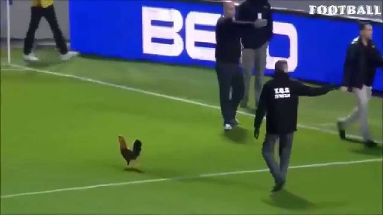 Chicken Football New Sport - Funny Video Must Watch - YouTube