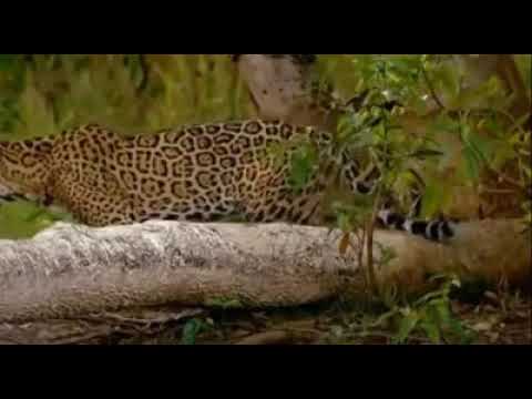 Leopar timsah avlıyor