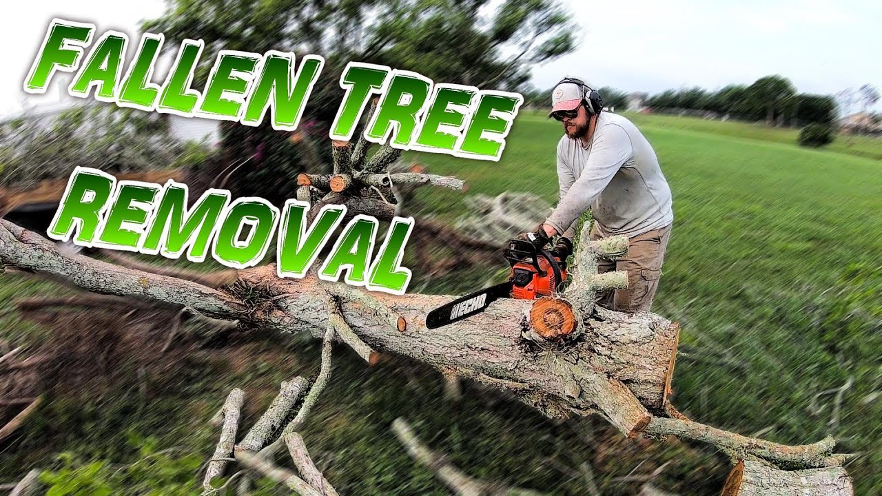 FALLEN TREE REMOVAL YouTube FALLEN TREE REMOVAL YouTube