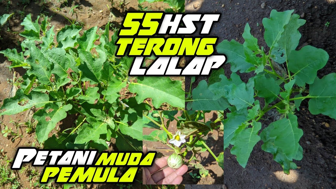 55 HST - Terong lalap - petani muda pemula - YouTube