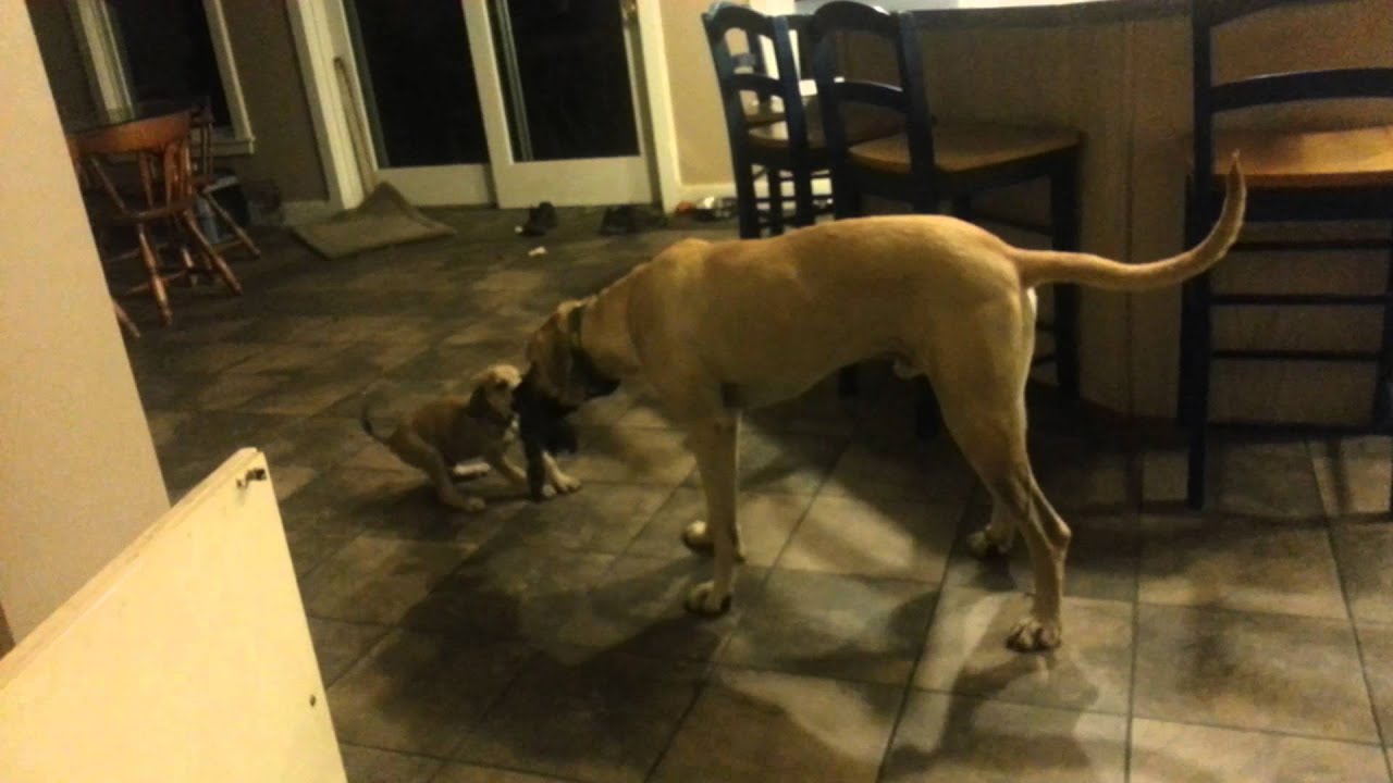 Ladner Black Mouth Cur, Ringo and Rusty - YouTube