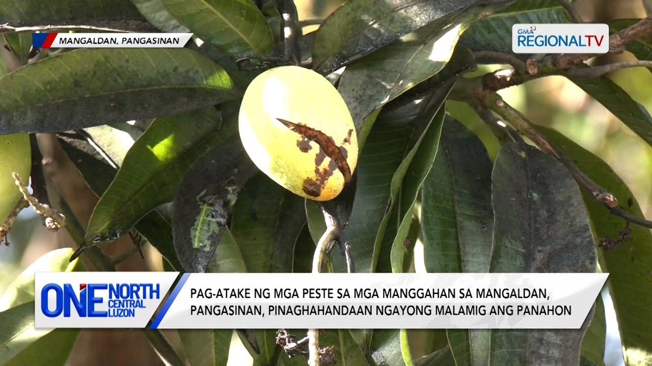 One North Central Luzon: Pagkabulok ng mga bulaklak ng mangga, problema ...