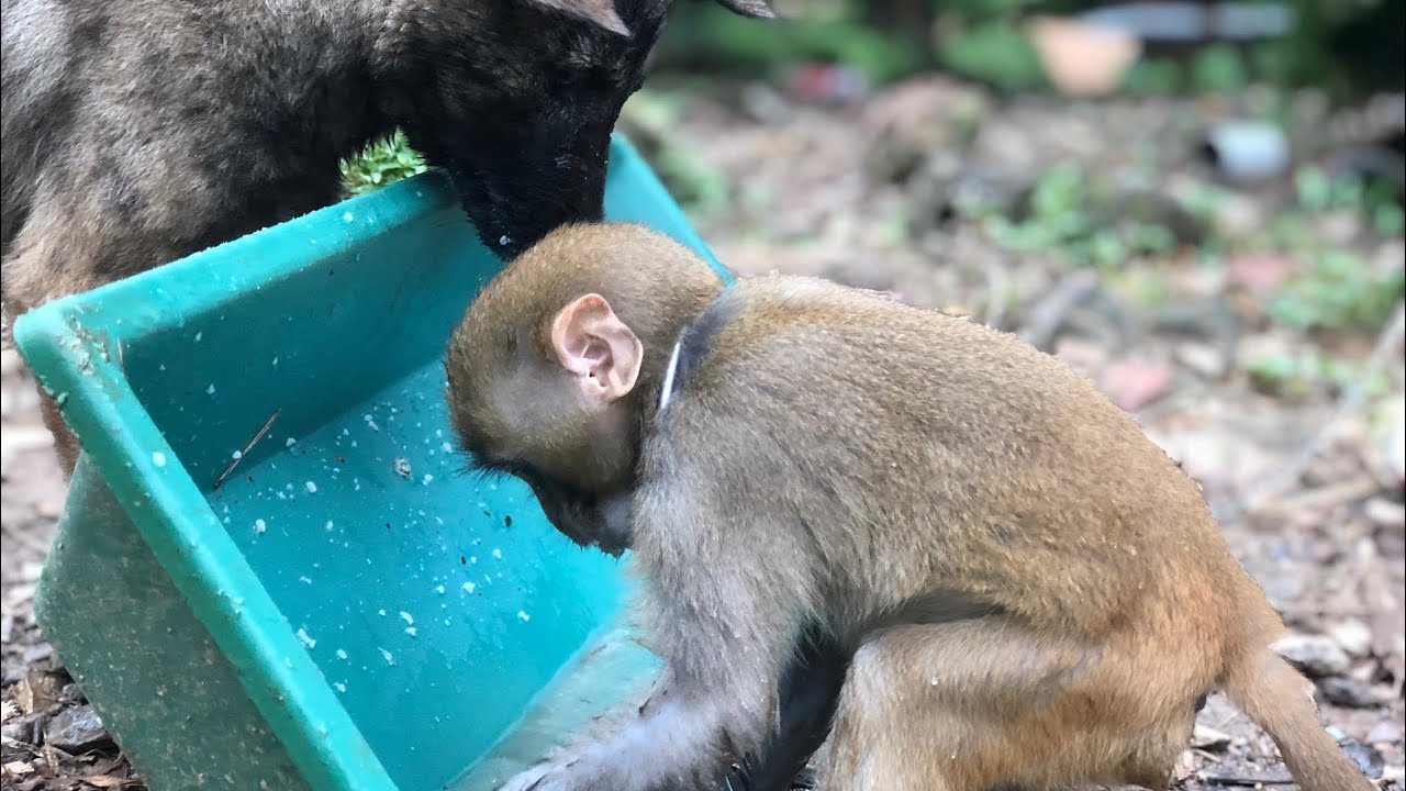 Angry baby monkey fights over food with puppies - YouTube