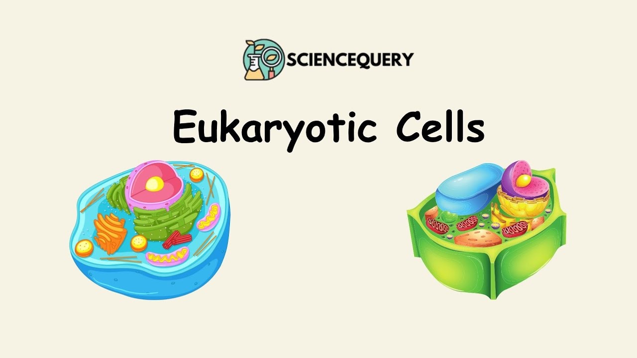 Eukaryotic cell: Structure, Function, and Organelles - YouTube