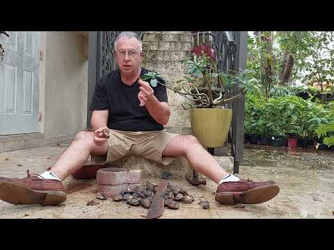 How to crack tropical almonds (Terminalia catappa) using a machete