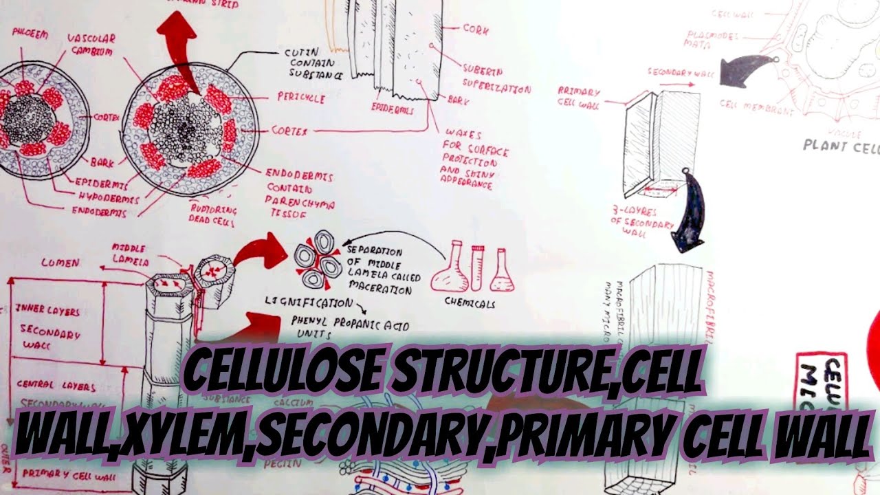 cellulose structure,cell wall,xylem,secondary,primary cell wall ...