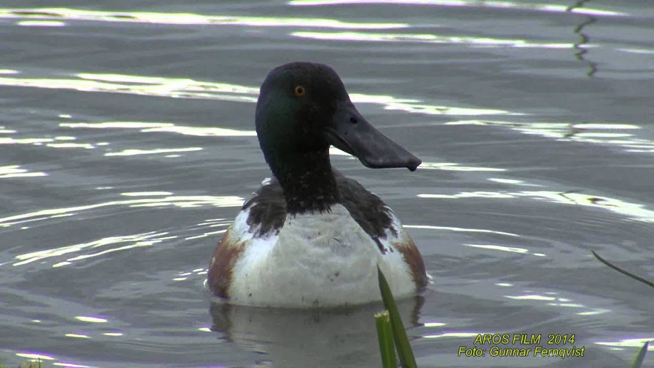 SKEDAND Northern Shoveler (Anas clypeata) Klipp - 1359 - A9 - YouTube
