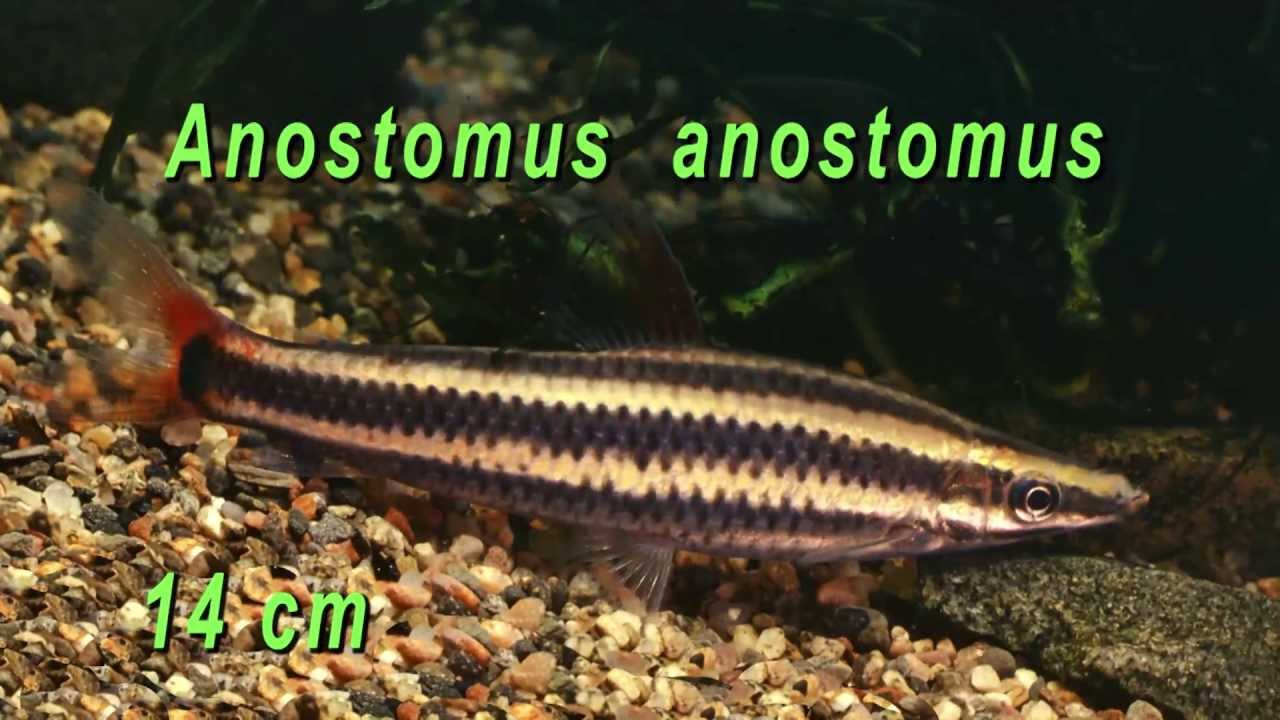 Anostomidae - размножение аностомовых HD - YouTube