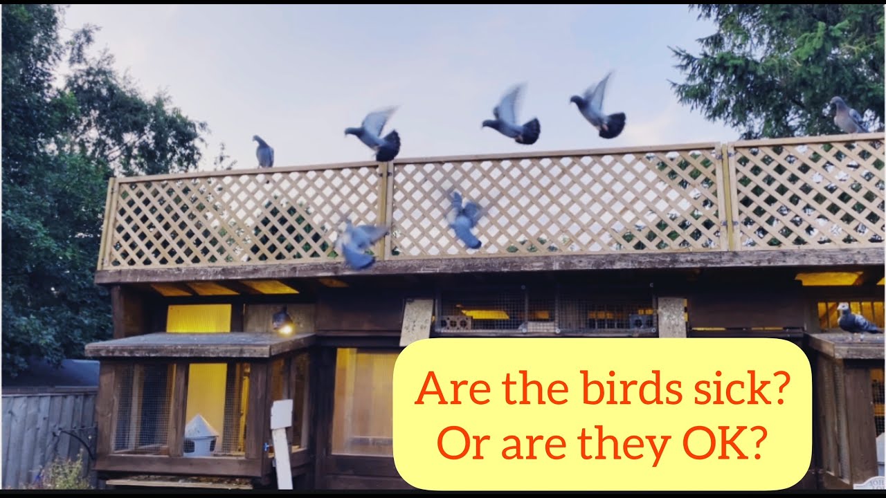 Are the racing pigeons sick? Got to make the right decision. - YouTube