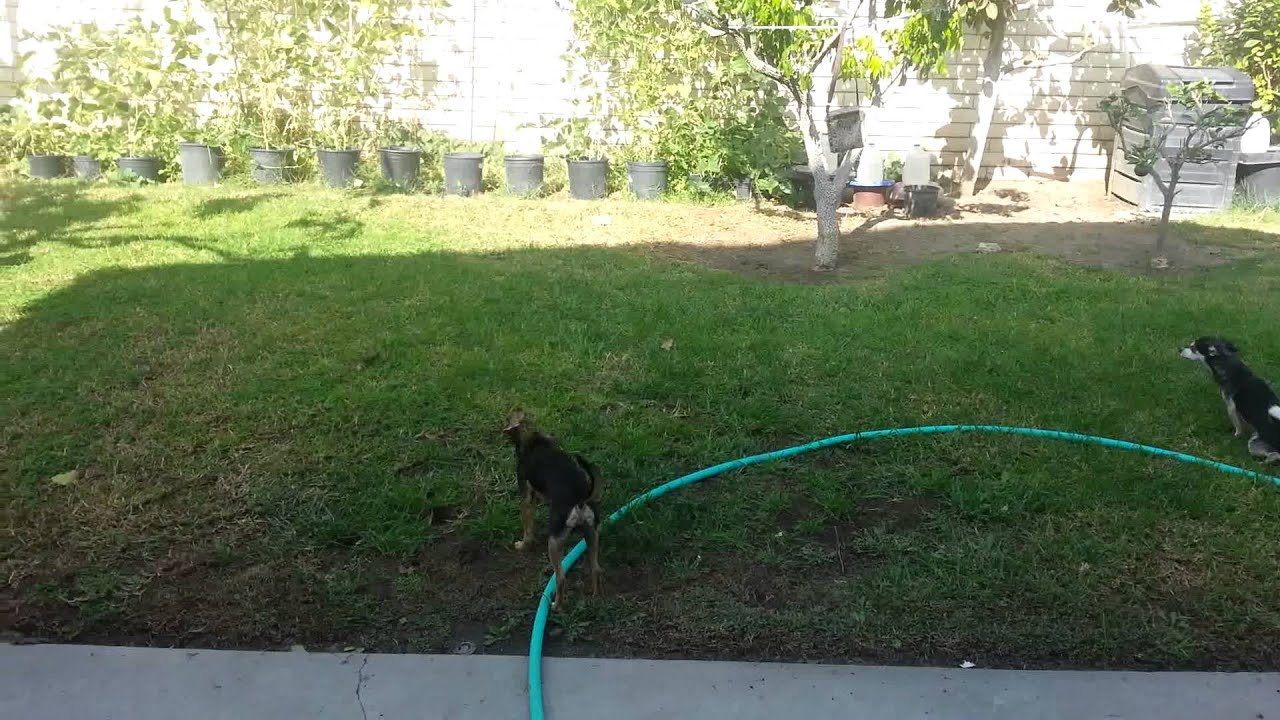 Dogs Peeing - YouTube