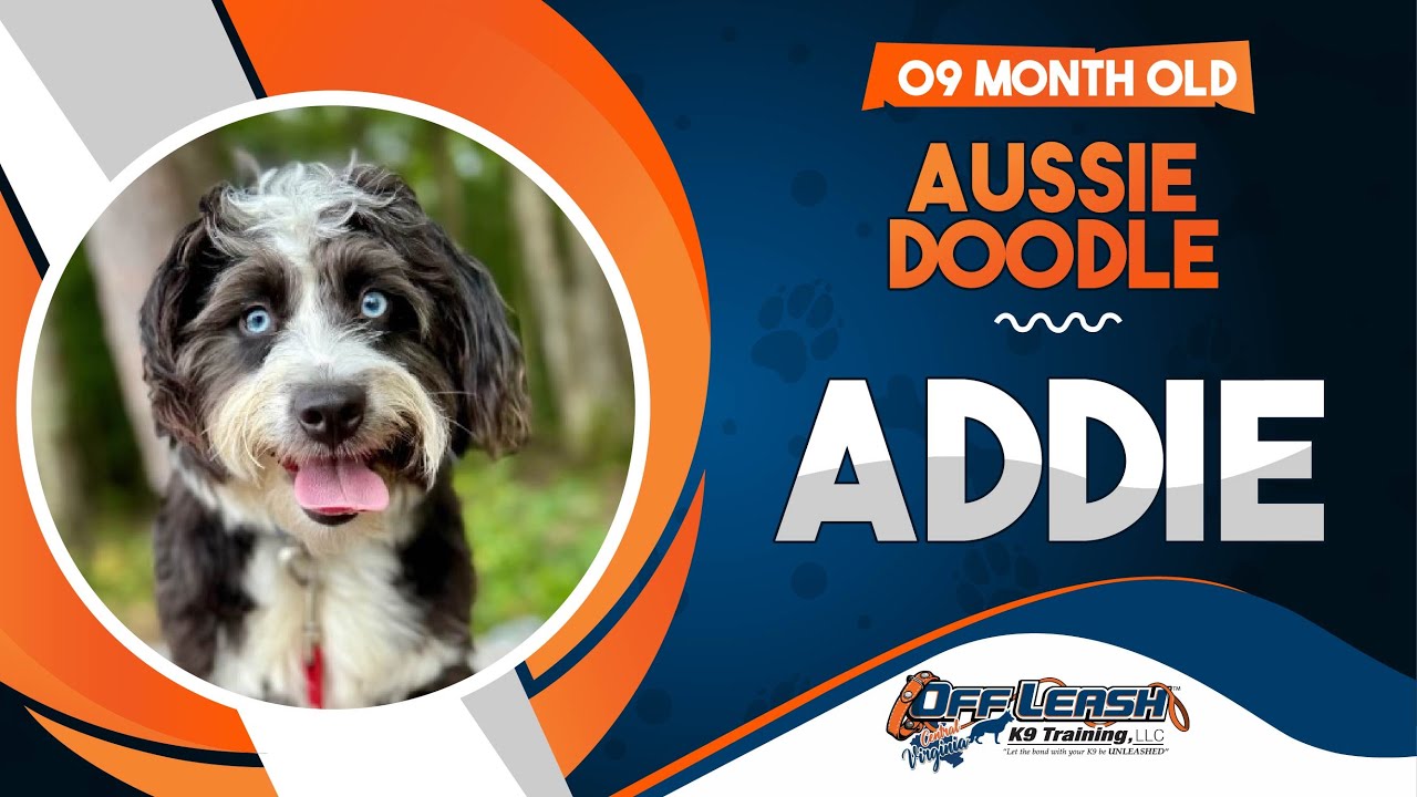 Addie | 9 month old Aussie Doodle | Best Dog Trainers of Central Va ...
