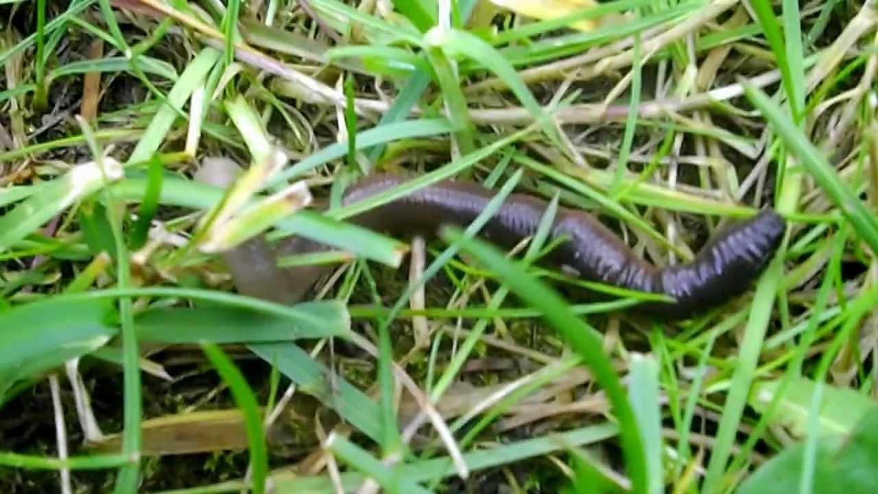 ~ creepy things crawling around ~ - YouTube