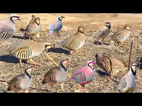 Classic Bird Trap Method from the Hills #MauntainChukarHunting