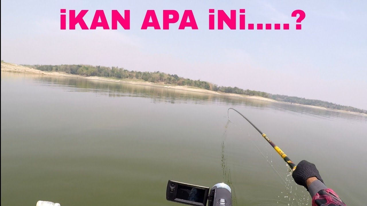 iKAN apa LAGi ini.....? - YouTube