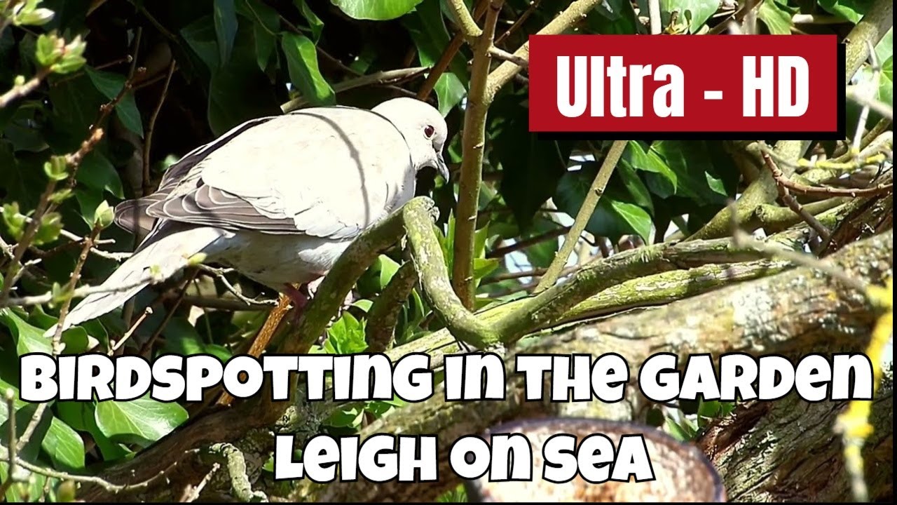 The Unexpected Thrill of Bird Watching in Leigh-on-Sea - YouTube