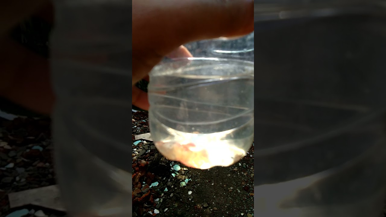 Beloved betta fish die-Cupang kesayangan mati - YouTube