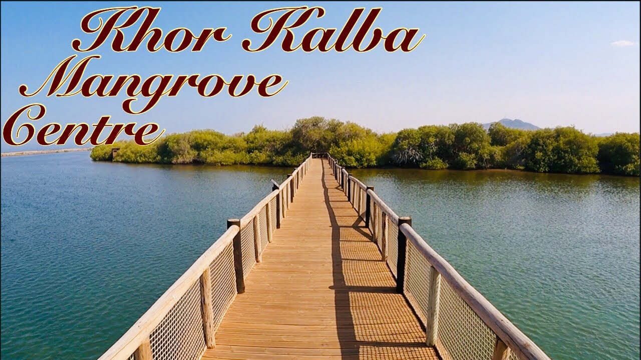 Khor Kalba mangrove centre /Newly opened,sharjah,kalba mangroves ...