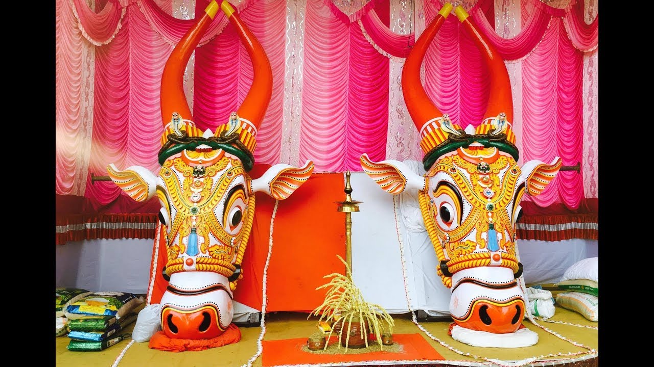 Preparation For Ochira 28th ONAM 2017 (OCHIRA pooram കെട്ടുകാള നി ...