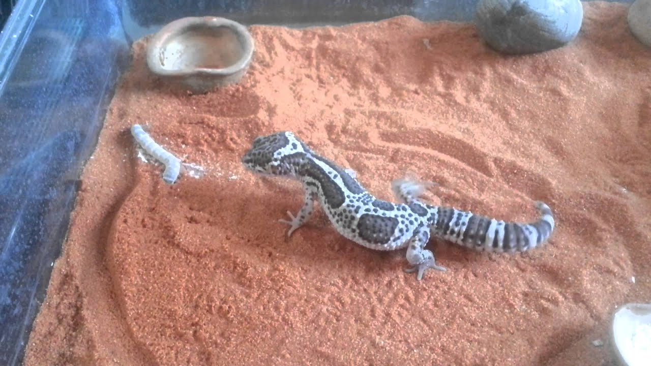 Gecko leopardo comiendo zophoba - YouTube
