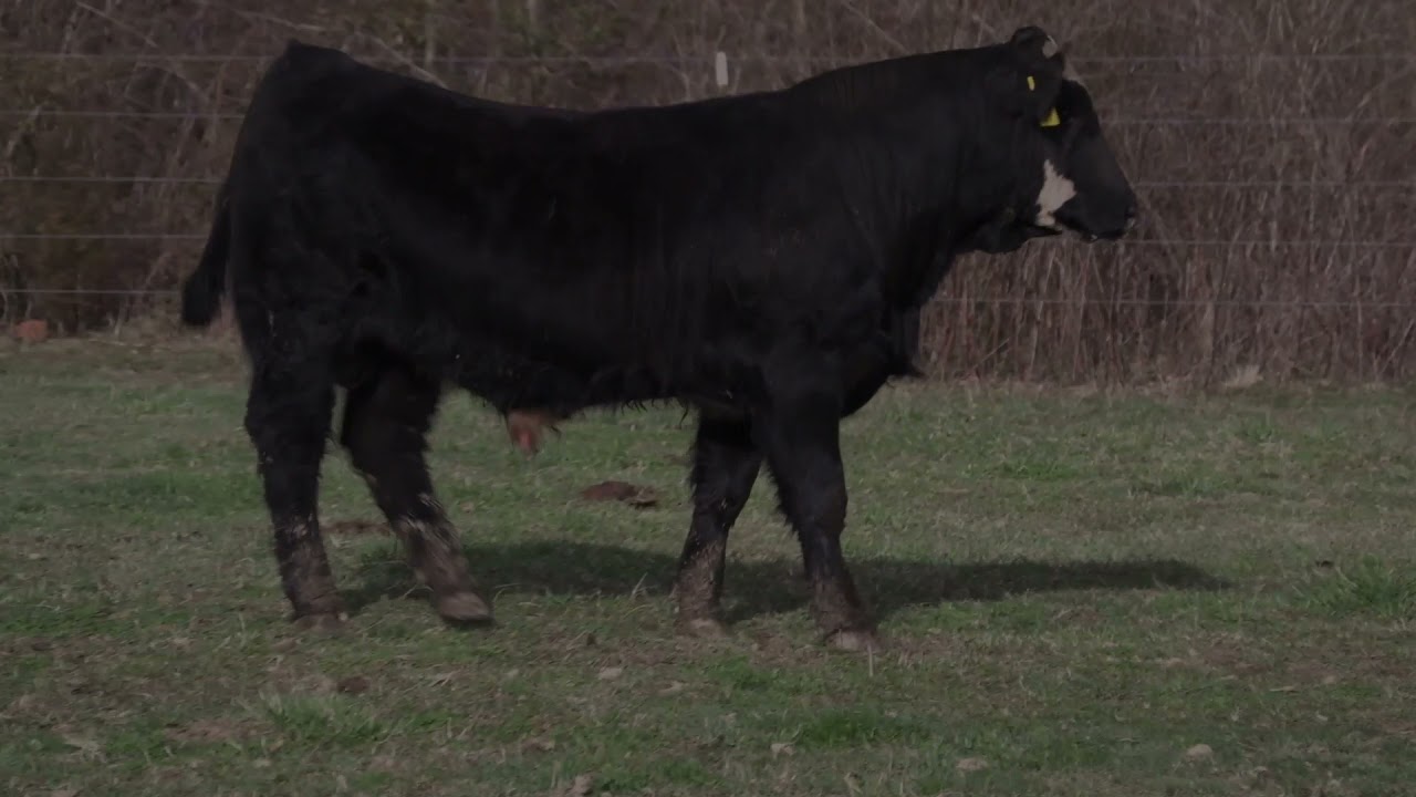 Prospect Cattle Bull Sale 2021 - Lot 6 - YouTube