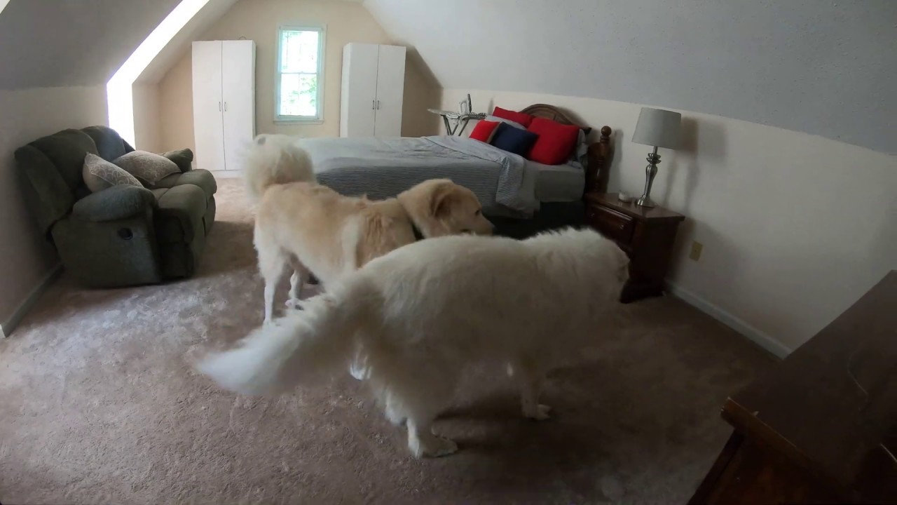 Having two Great Pyrenees dogs is better than one! - YouTube