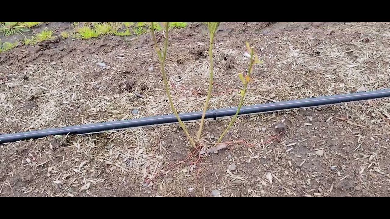 1st leaf Calypso Blueberry Planting in Langley BC - YouTube